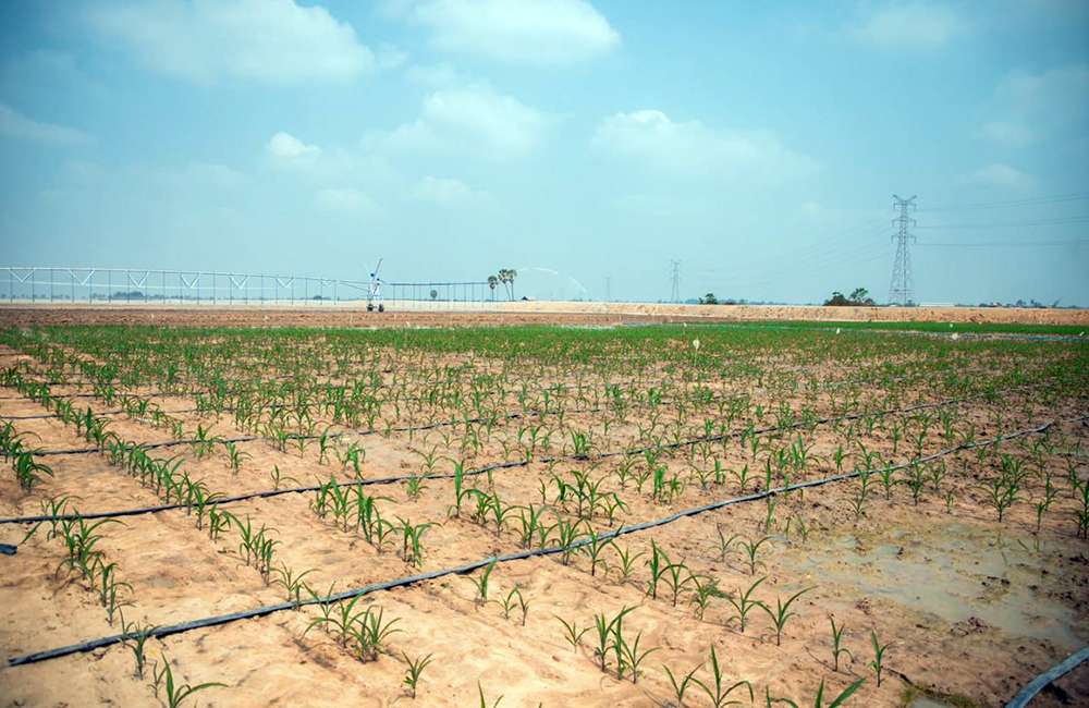 Corn farm using cutting-edge agricultural technology inaugurated in ...